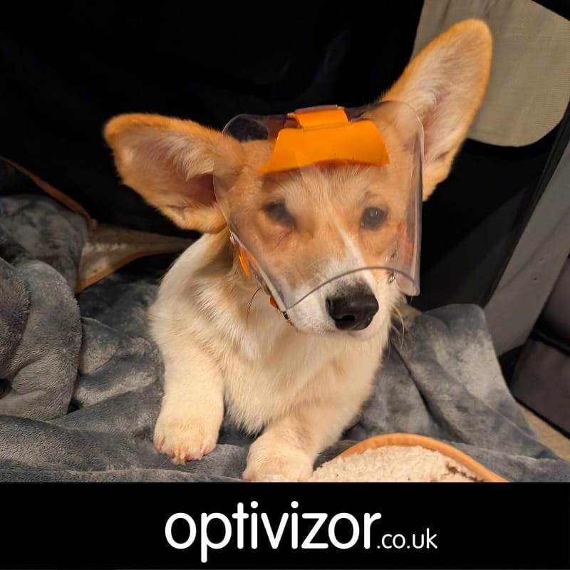 The Optivizor - Eye and Face Protection for Dogs – Optivizor.co.uk