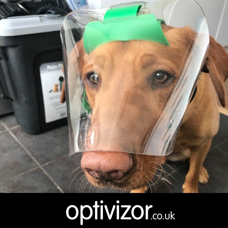 The Optivizor - Eye and Face Protection for Dogs – Optivizor.co.uk